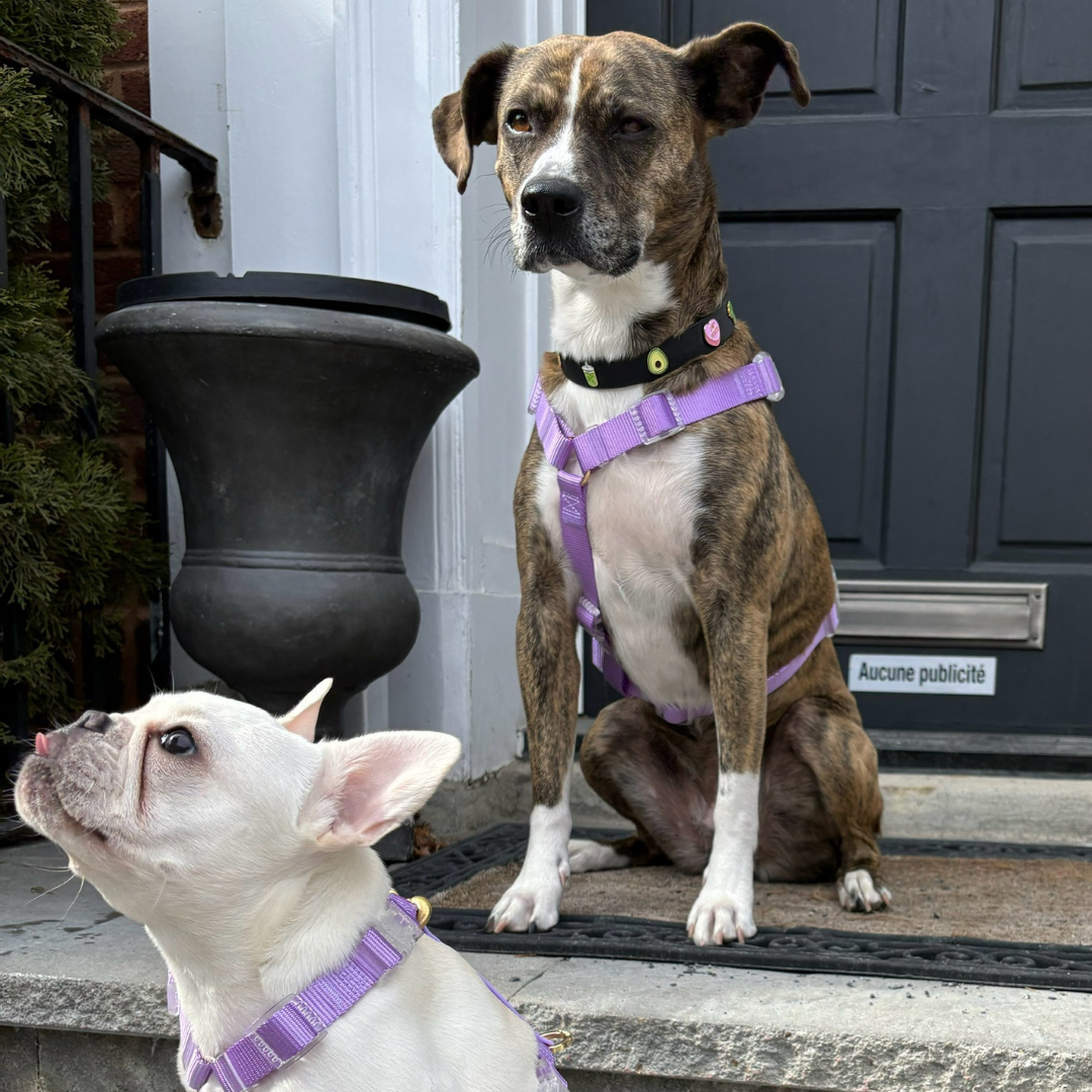 Classic Collar – Furei Pets
