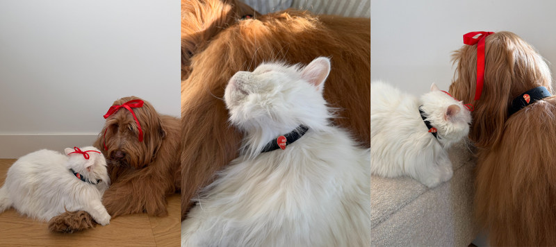 Furei Pets